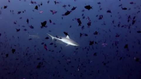 Sharks and tuna underwater on background... | Stock Video | Pond5