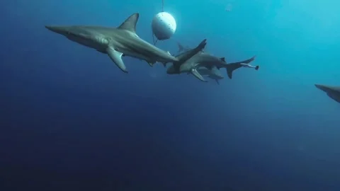 Sharks circling circling up close on a B... | Stock Video | Pond5