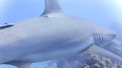 Sharks of Coco Cay MSC island | Stock Video | Pond5