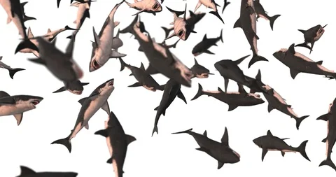 sharks falling loop | Stock Video | Pond5