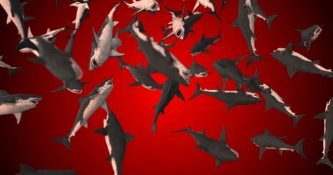 Shark Animation Stock Video Footage | Royalty Free Shark Animation ...