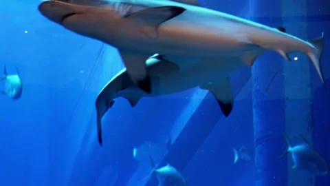 sharks in a large aquarium, the largest ... | Stock Video | Pond5