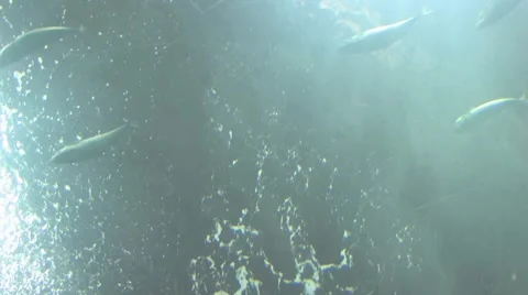 Shark Tank Sharfks Stock Videos – Royalty-Free HD & 4K Videos