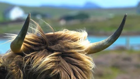 Sharp Horned Brown Scottish Highland Cat... | Stock Video | Pond5