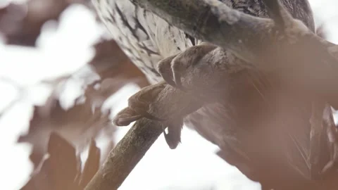 Sharp talons of long eared owl grips tre... | Stock Video | Pond5