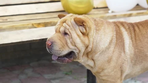 Sharpey. The breed of guard and hunting,... | Stock Video | Pond5