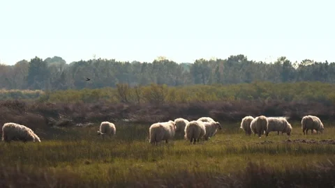 Cute Sheep Cartoon Stock Videos – Royalty-Free HD & 4K Videos | Page 4