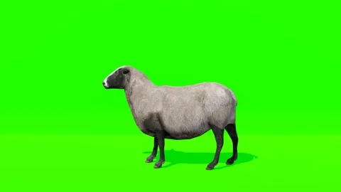 Sheep Green Screen Stock Video Footage | Royalty Free Sheep Green ...