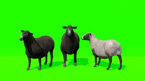 Sheep Green Screen Stock Video Footage | Royalty Free Sheep Green ...