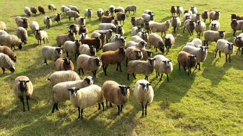 Sheep animals on a meadow. Beautiful she... | Stock Video | Pond5