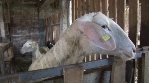 Sheep Baa Stock Videos – Royalty-Free HD & 4K Videos