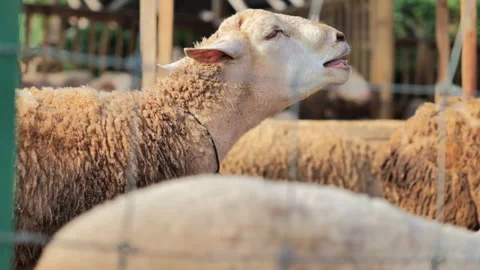 A sheep is coughing and sick in a tradit... | Stock Video | Pond5