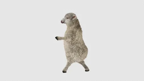 Sheep Dancing, with Alpha matte. | Stock Video | Pond5