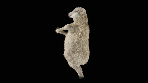 Sheep Dancing, with Alpha matte. | Stock Video | Pond5