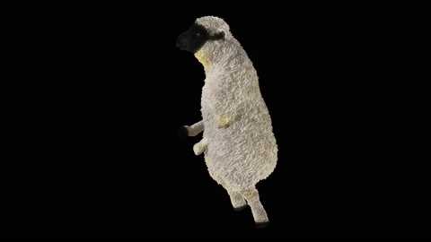 Sheep Dancing, with Alpha matte. | Stock Video | Pond5