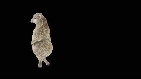 Sheep Dancing, with Alpha matte. | Stock Video | Pond5