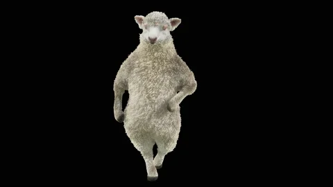 Sheep Dancing, with Alpha matte. | Stock Video | Pond5