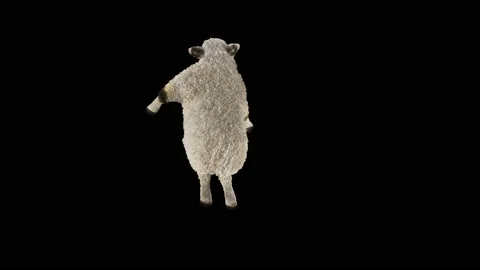 Sheep Dancing, with Alpha matte. | Stock Video | Pond5