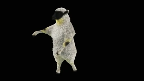 Sheep Dancing, with Alpha matte. | Stock Video | Pond5