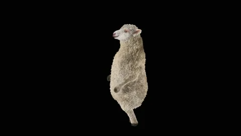 Sheep Dancing, with Alpha matte. | Stock Video | Pond5