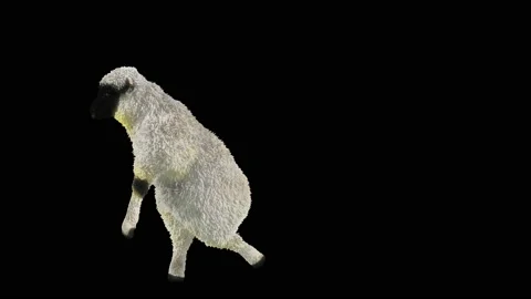 Sheep Dancing, with Alpha matte. | Stock Video | Pond5