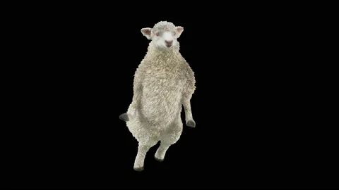 Sheep Dancing, with Alpha matte. | Stock Video | Pond5
