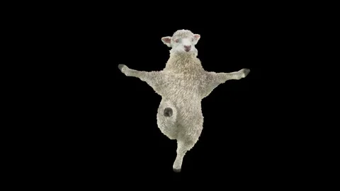 Sheep Dancing, with Alpha matte. | Stock Video | Pond5