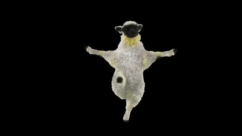 Sheep Dancing, with Alpha matte. | Stock Video | Pond5