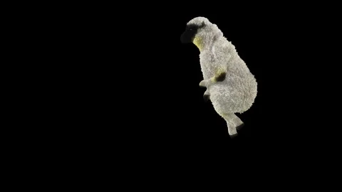 Sheep Dancing, with Alpha matte. | Stock Video | Pond5