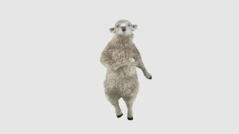 Sheep Dancing, with Alpha matte. | Stock Video | Pond5