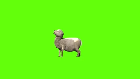 Sheep death green screen animation 3D r... | Stock Video | Pond5