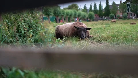 A sheep eats leaves and rests in the vil... | Stock Video | Pond5