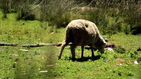 sheep farming in Kenya, Sheep sustainabl... | Stock Video | Pond5