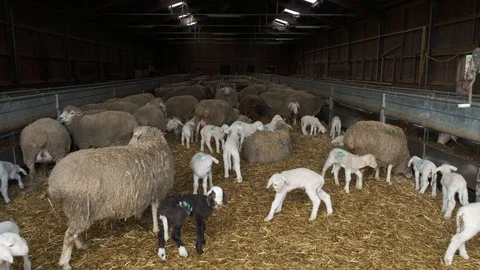 Sheep Farming, look inside barn, numbere... | Stock Video | Pond5