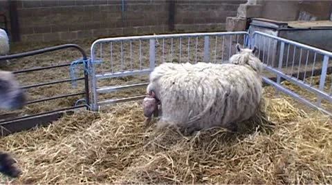 Sheep giving birth to lamb, helped by fa... | Stock Video | Pond5