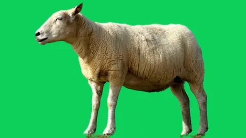 sheep on green screen | Stock Video | Pond5