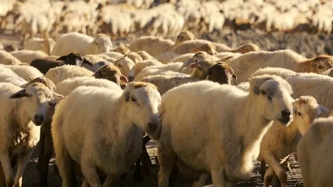 Shepherd With Sheep Stock Footage ~ Royalty Free Stock Videos | Pond5