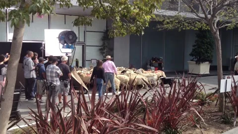 Sheep Dog Movie Stock Videos – Royalty-Free HD & 4K Videos