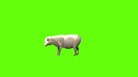 Sheep idle breath green screen animation... | Stock Video | Pond5