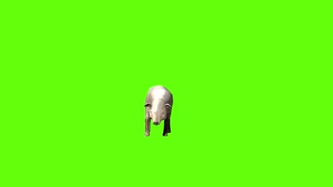 Sheep idle look green screen animation ... | Stock Video | Pond5