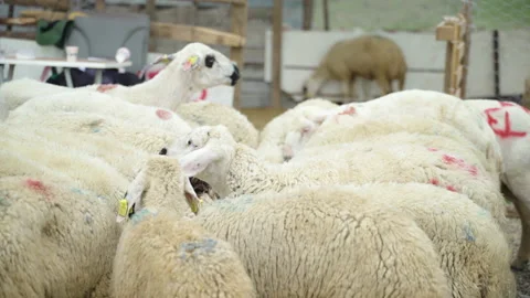 Sheep kept for the feast of eid al-adha.... | Stock Video | Pond5