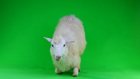 Sheep Green Screen Stock Video Footage | Royalty Free Sheep Green ...