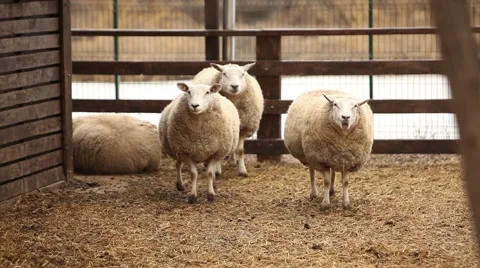 Shep Exterior Stock Videos – Royalty-Free HD & 4K Videos