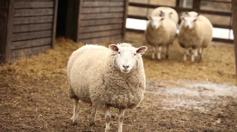 Shep Exterior Stock Videos – Royalty-Free HD & 4K Videos