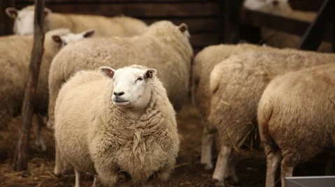 Shep Exterior Stock Videos – Royalty-Free HD & 4K Videos