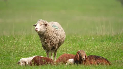 Screaming Sheep Stock Video Footage | Royalty Free Screaming Sheep ...
