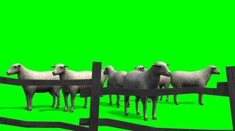 sheep on the pasture - green screen - 4k... | Stock Video | Pond5
