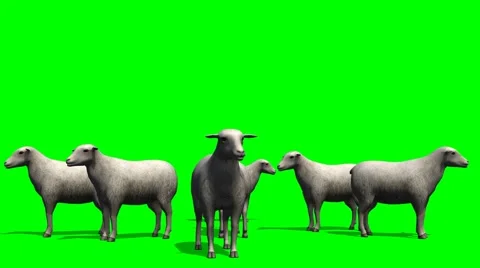 Sheep Green Screen Stock Video Footage | Royalty Free Sheep Green ...