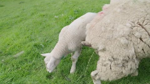 A sheep peeing in close proximity to a l... | Stock Video | Pond5