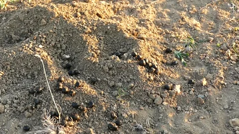 Sheep poop on the ground, fresh sheep po... | Stock Video | Pond5